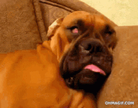 Perro GIF - Conseguir el mejor gif en GIFER