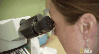 Vet GIFs - Get the best gif on GIFER