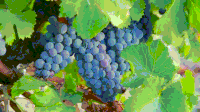 Vineyard GIFs - Get the best gif on GIFER