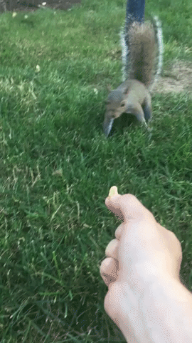 Psu GIFs - Get the best gif on GIFER