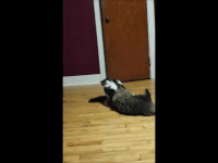Tilt GIFs - Get the best gif on GIFER