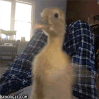 Ducklings GIFs - Get the best gif on GIFER
