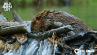 Beavers GIFs - Get the best gif on GIFER