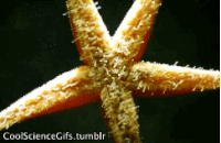 Starfish GIFs - Get the best gif on GIFER