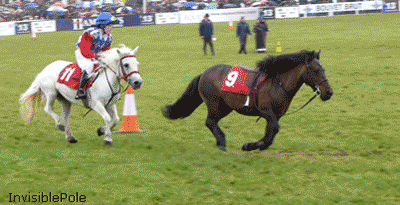 Shetland pony GIF - Conseguir o melhor gif em GIFER