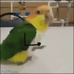 Parrot jumping GIF - Conseguir o melhor gif em GIFER
