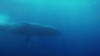 Whale GIFs - Get the best gif on GIFER