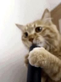 Betrayal GIFs - Get the best gif on GIFER