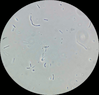 Bacteria GIFs - Get the best gif on GIFER