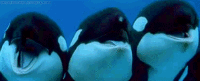 Orca GIFs - Get the best gif on GIFER