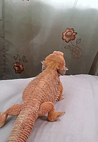Lizards GIFs - Get the best gif on GIFER