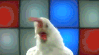 Chicken GIFs - Get the best gif on GIFER
