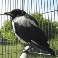Magpie GIFs - Get the best gif on GIFER