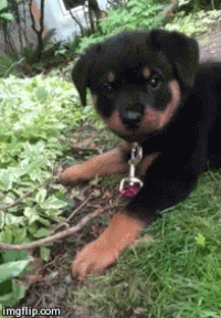 Puppies GIFs - Get the best gif on GIFER
