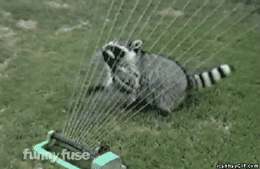 Raccoon cute GIF - Conseguir o melhor gif em GIFER