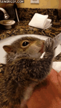 Squirrel GIFs - Get the best gif on GIFER