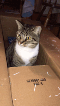 Mill GIFs - Get the best gif on GIFER
