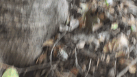 Cicadas GIFs - Get the best gif on GIFER