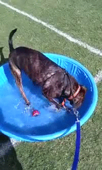 Splashes GIFs - Get the best gif on GIFER