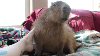 Capybara GIF - Conseguir el mejor gif en GIFER