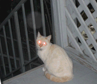 Hypnotize GIFs - Get the best gif on GIFER