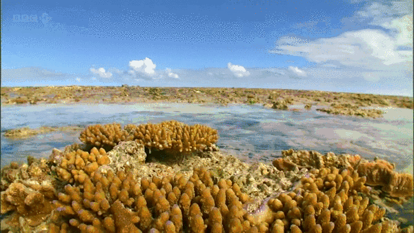 Corals гифки, анимированные GIF изображения corals - скачать гиф ...