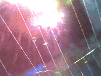 Spiderweb GIFs - Get the best gif on GIFER