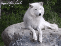 Laying GIFs - Get the best gif on GIFER