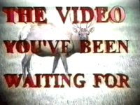 Elk GIFs - Get the best gif on GIFER