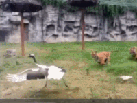 Enclosure GIFs - Get the best gif on GIFER