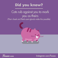 Fact GIFs - Get the best gif on GIFER