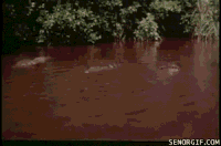 Catching GIFs - Get the best gif on GIFER