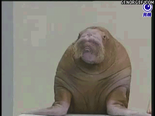 Flop GIFs - Get the best gif on GIFER
