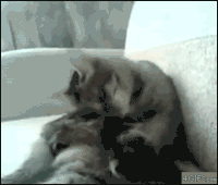 Spaz GIFs - Get the best gif on GIFER