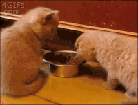 Drying GIFs - Get the best gif on GIFER