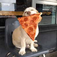 Happiness GIFs - Get the best gif on GIFER