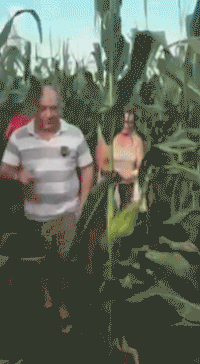 Corn GIFs - Get the best gif on GIFER