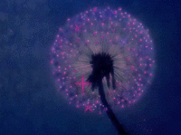 Dandelion GIFs - Get the best gif on GIFER