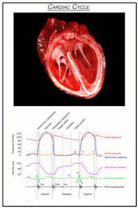 Cardiac GIFs - Get the best gif on GIFER