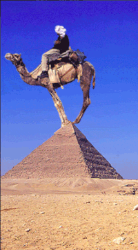 Meanwhile GIFs - Get the best gif on GIFER