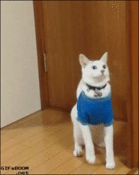 Startled GIFs - Get the best gif on GIFER