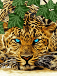 Leopard GIFs - Get the best gif on GIFER