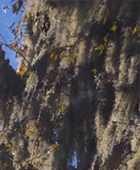 Spanish moss GIFs - Get the best gif on GIFER