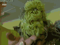 Parakeet GIFs - Get the best gif on GIFER