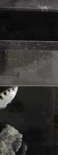 Spitting GIFs - Get the best gif on GIFER