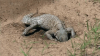 Reptiles GIFs - Get the best gif on GIFER