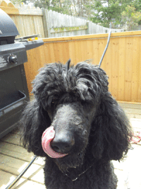 Poodle GIFs - Get the best gif on GIFER
