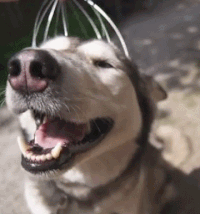 Feliz GIF - Conseguir o melhor gif em GIFER