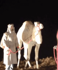 Camel GIFs - Get the best gif on GIFER