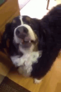 Buffet GIFs - Get the best gif on GIFER